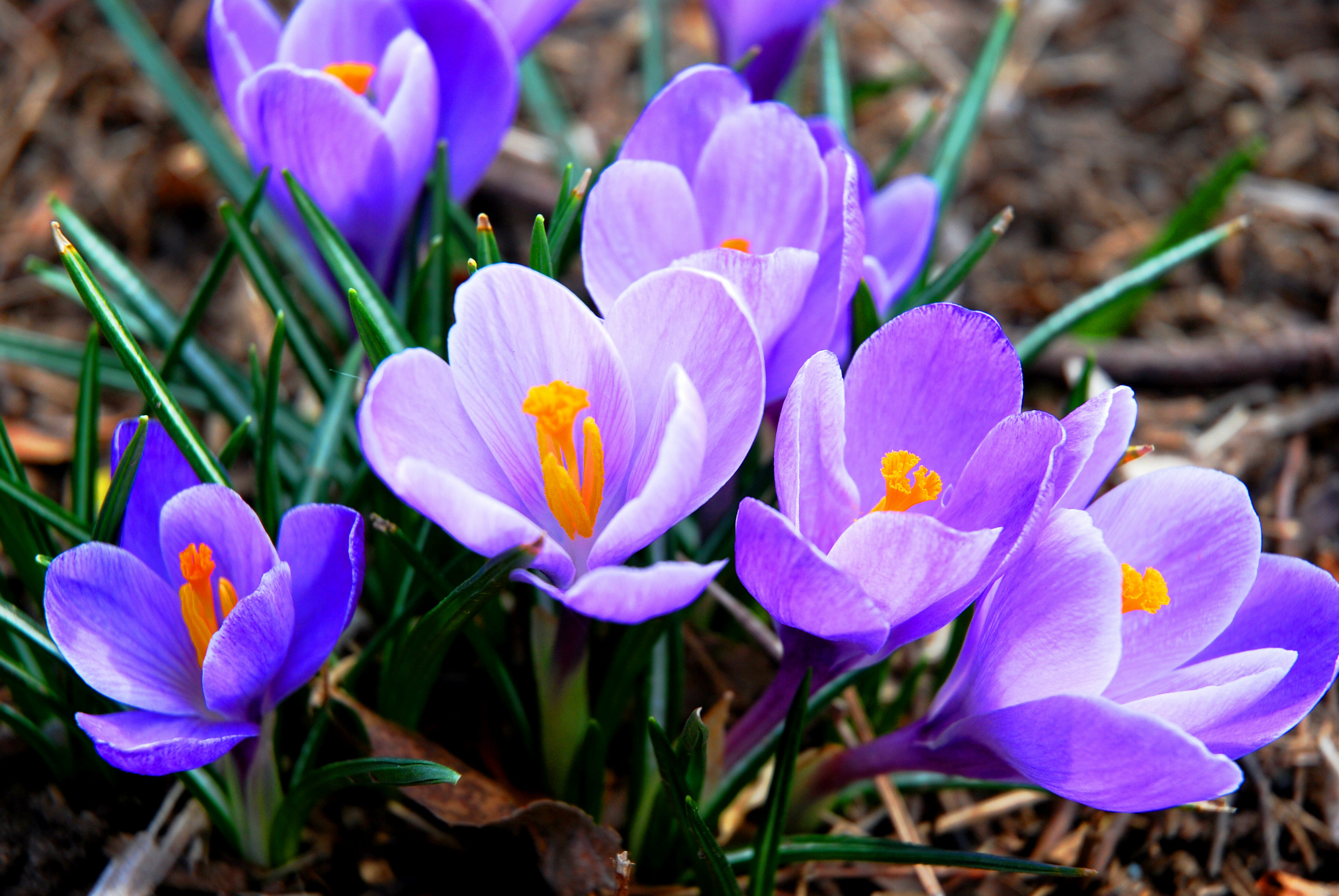 Beautiful Spring in Philadelphia | Through Julia's Lens