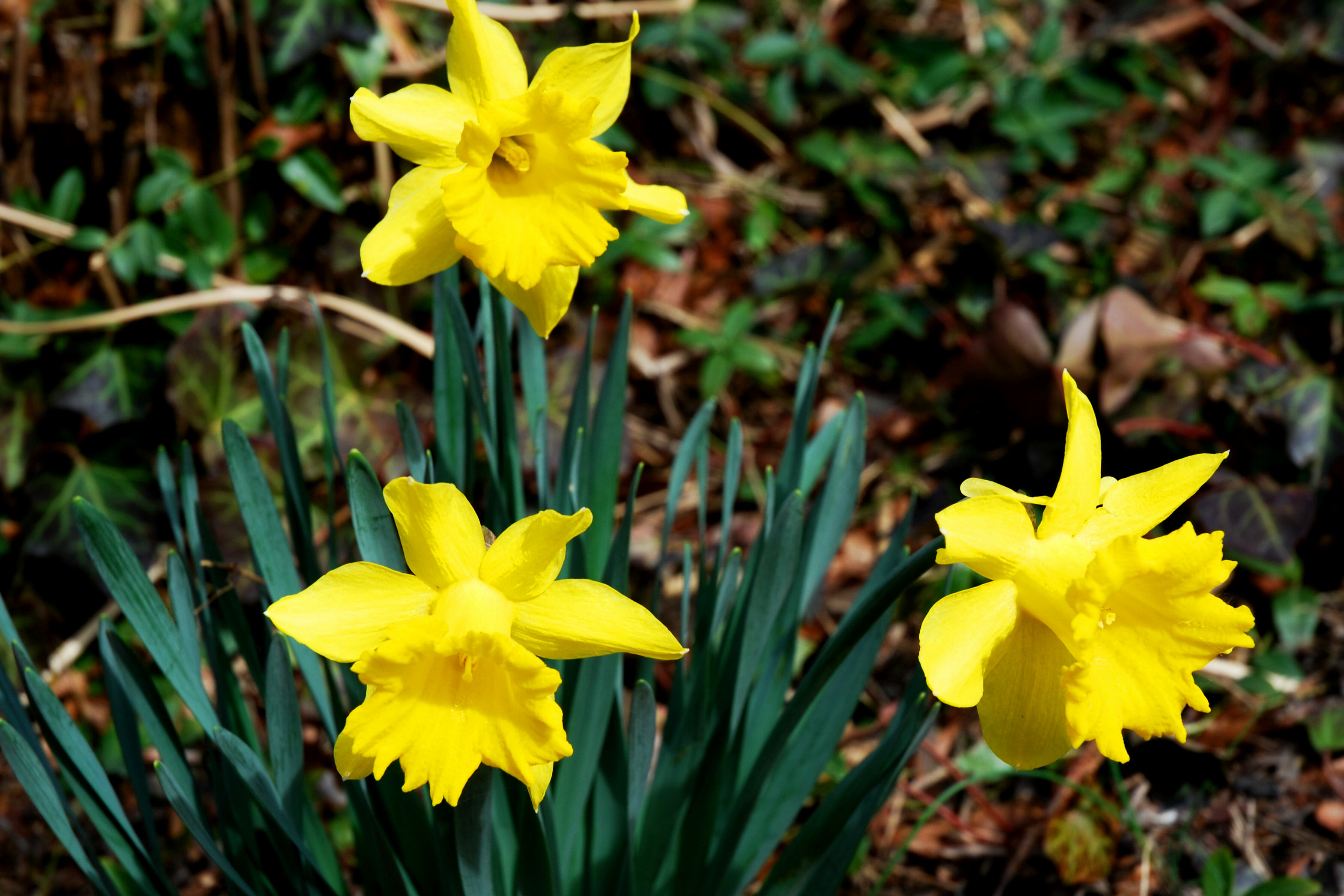 Beautiful Spring in Philadelphia | Through Julia's Lens