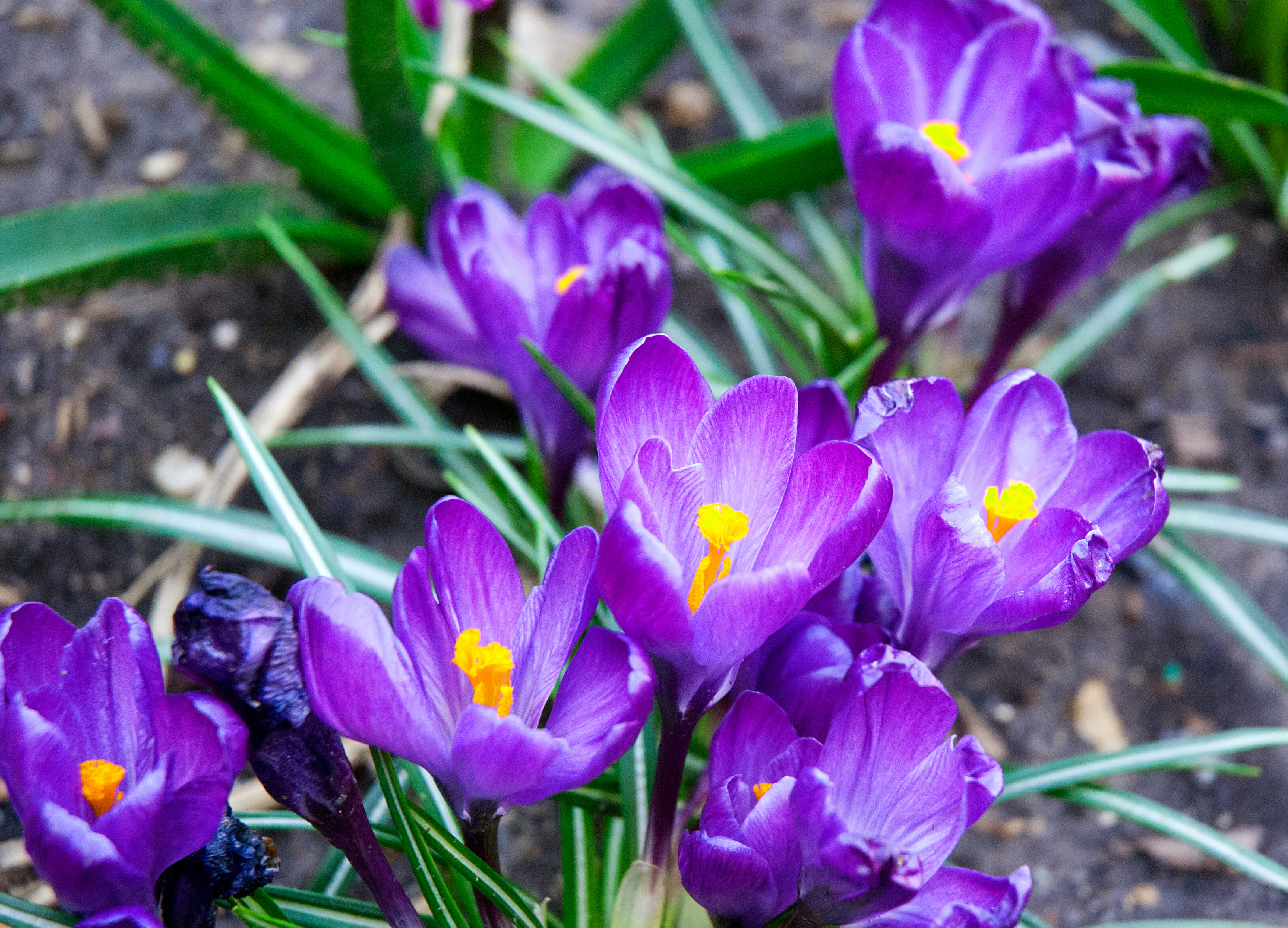 Best Spots to See Spring Flowers in Philadelphia | Through Julia's Lens