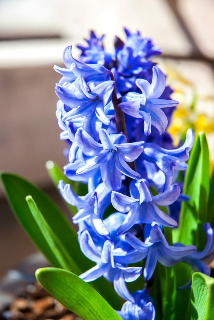 Best Spots to See Spring Flowers in Philadelphia | Through Julia's Lens