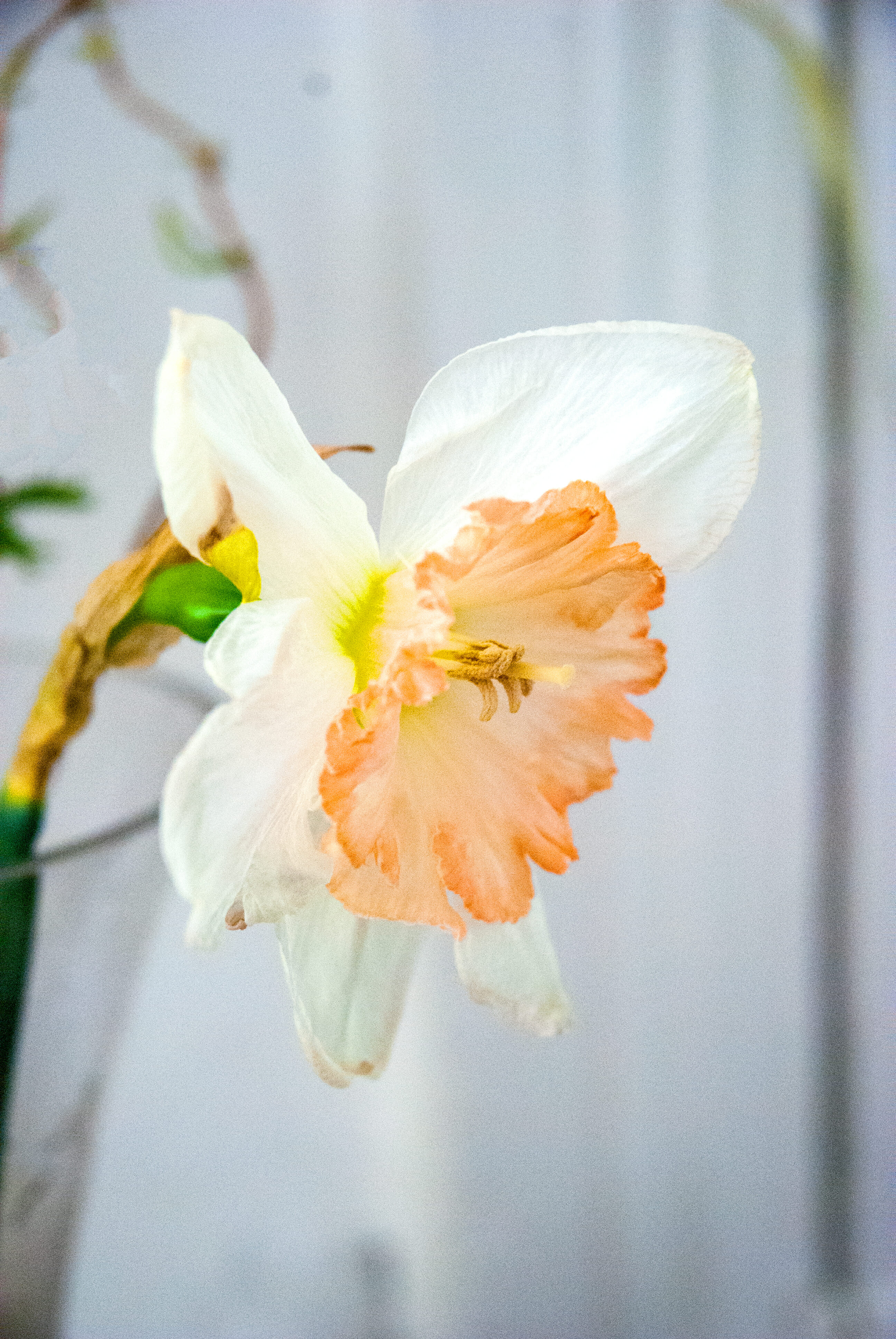 Best Spots to See Spring Flowers in Philadelphia | Through Julia's Lens